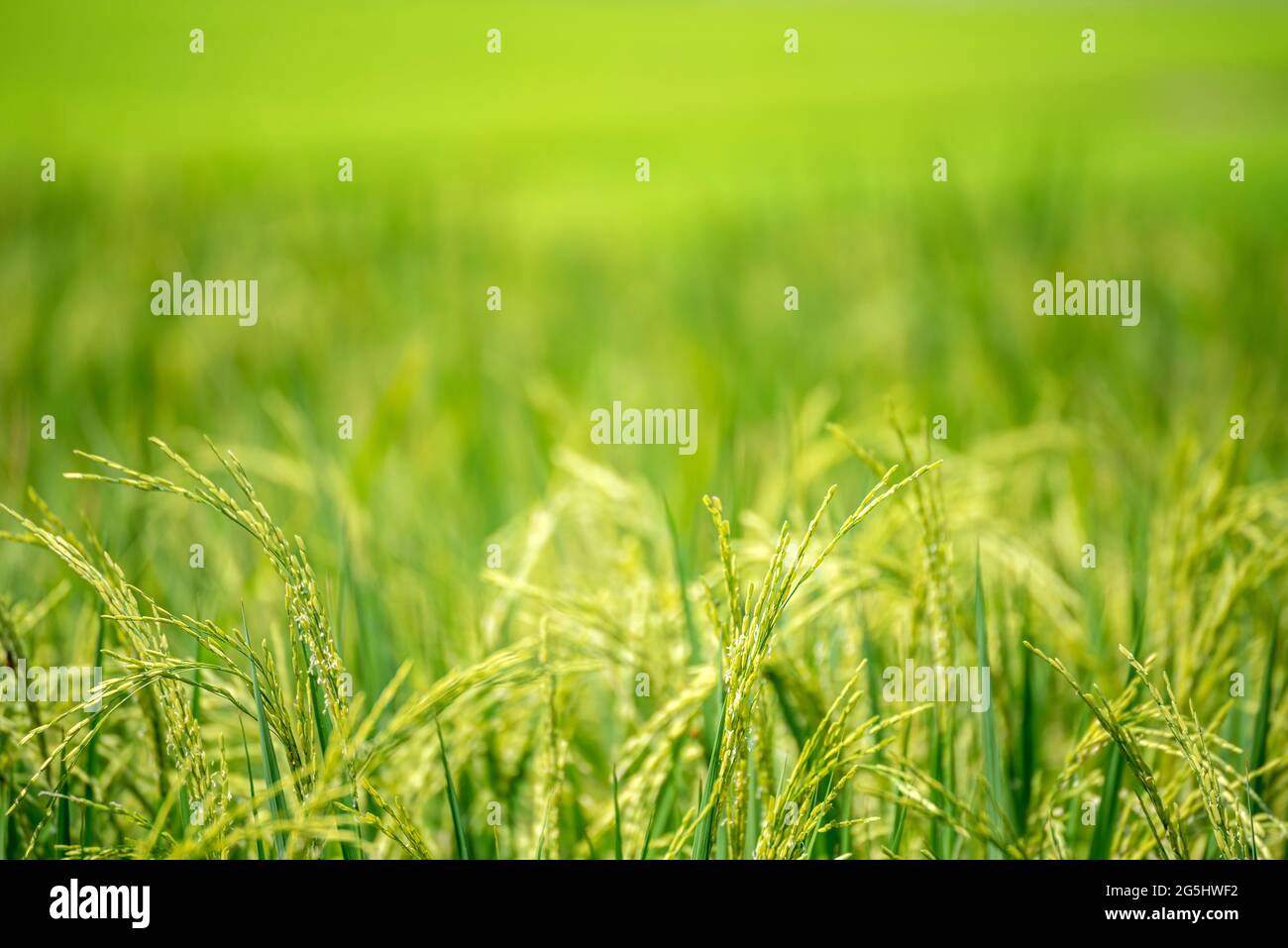 Rice Field Green agriculture ecosystem Asian rice paddy field Vietnam ...
