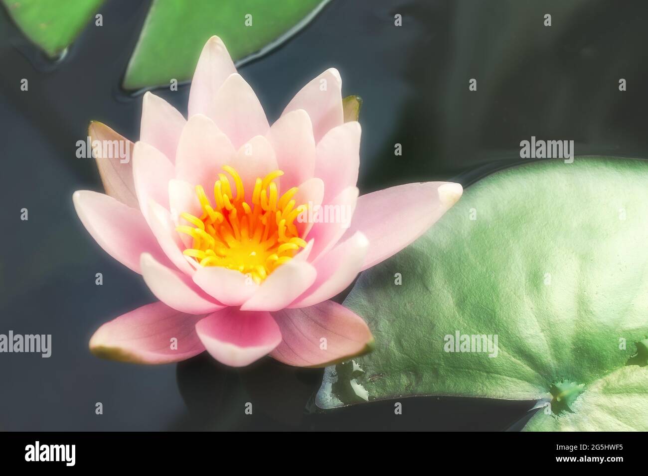 Top view of lily pads hi-res stock photography and images - Alamy