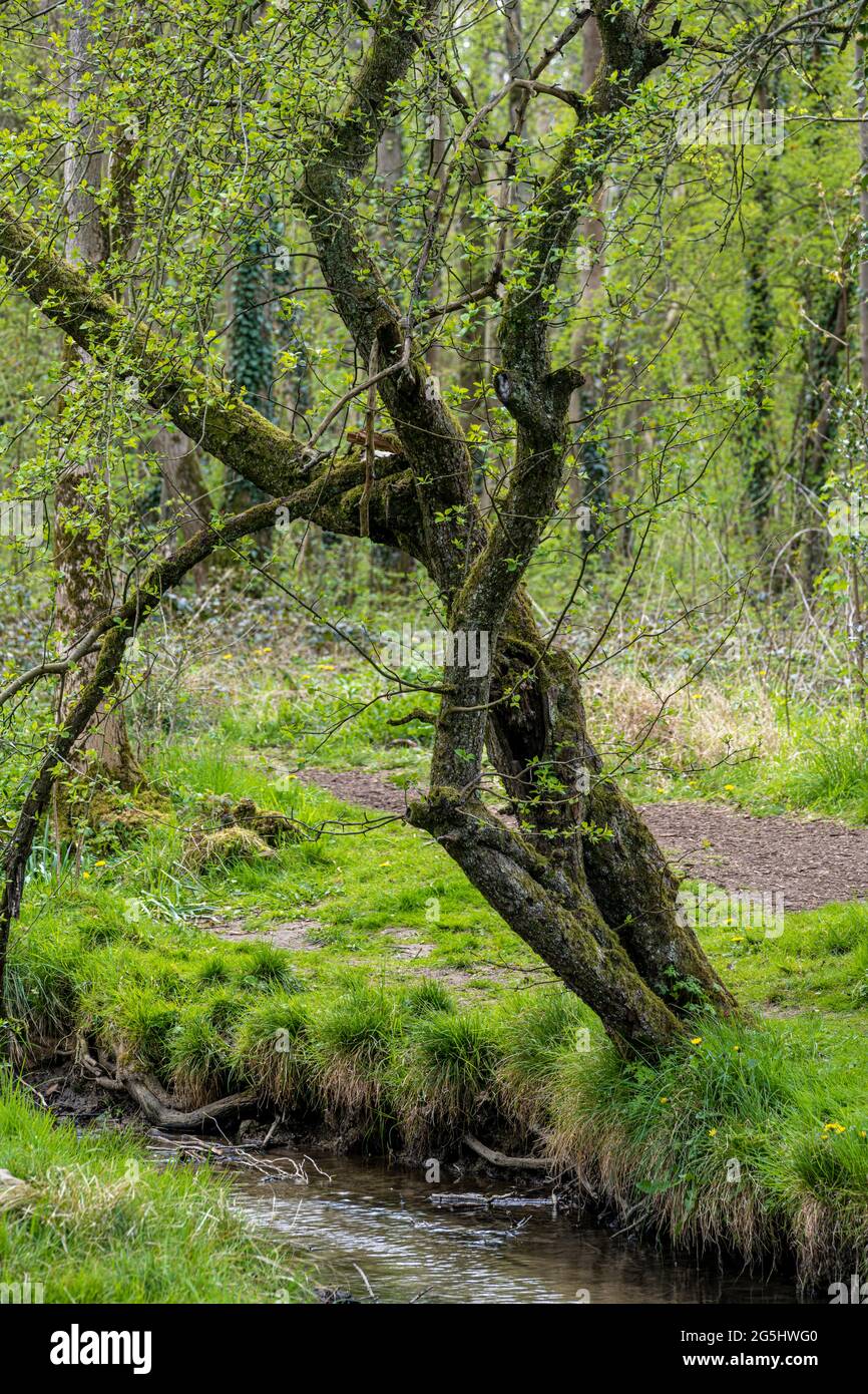 Spring tree beside a stream 1214 Stock Photo - Alamy