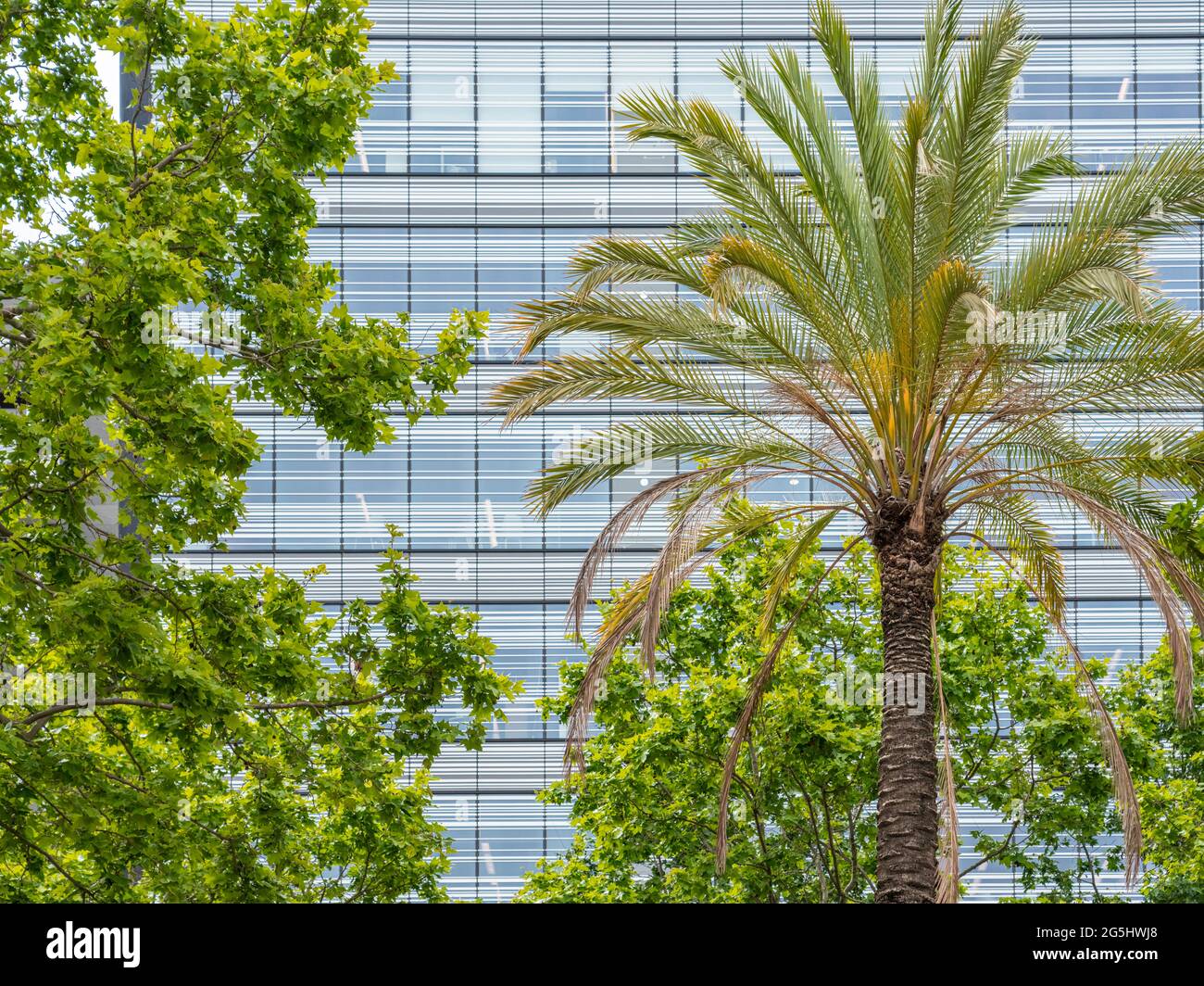 Palm Trees In Barcelona City, Spain Stock Photo - Alamy