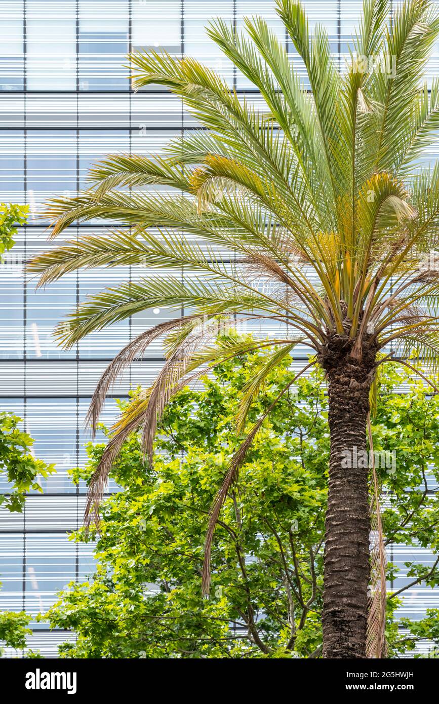 Palm Trees In Barcelona City, Spain Stock Photo - Alamy