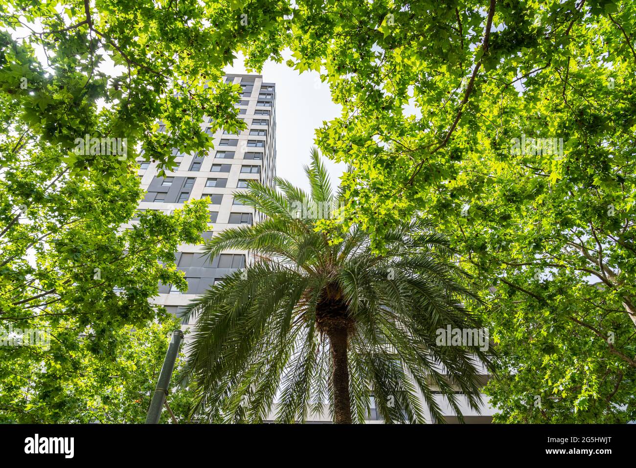Palm Trees In Barcelona City, Spain Stock Photo - Alamy