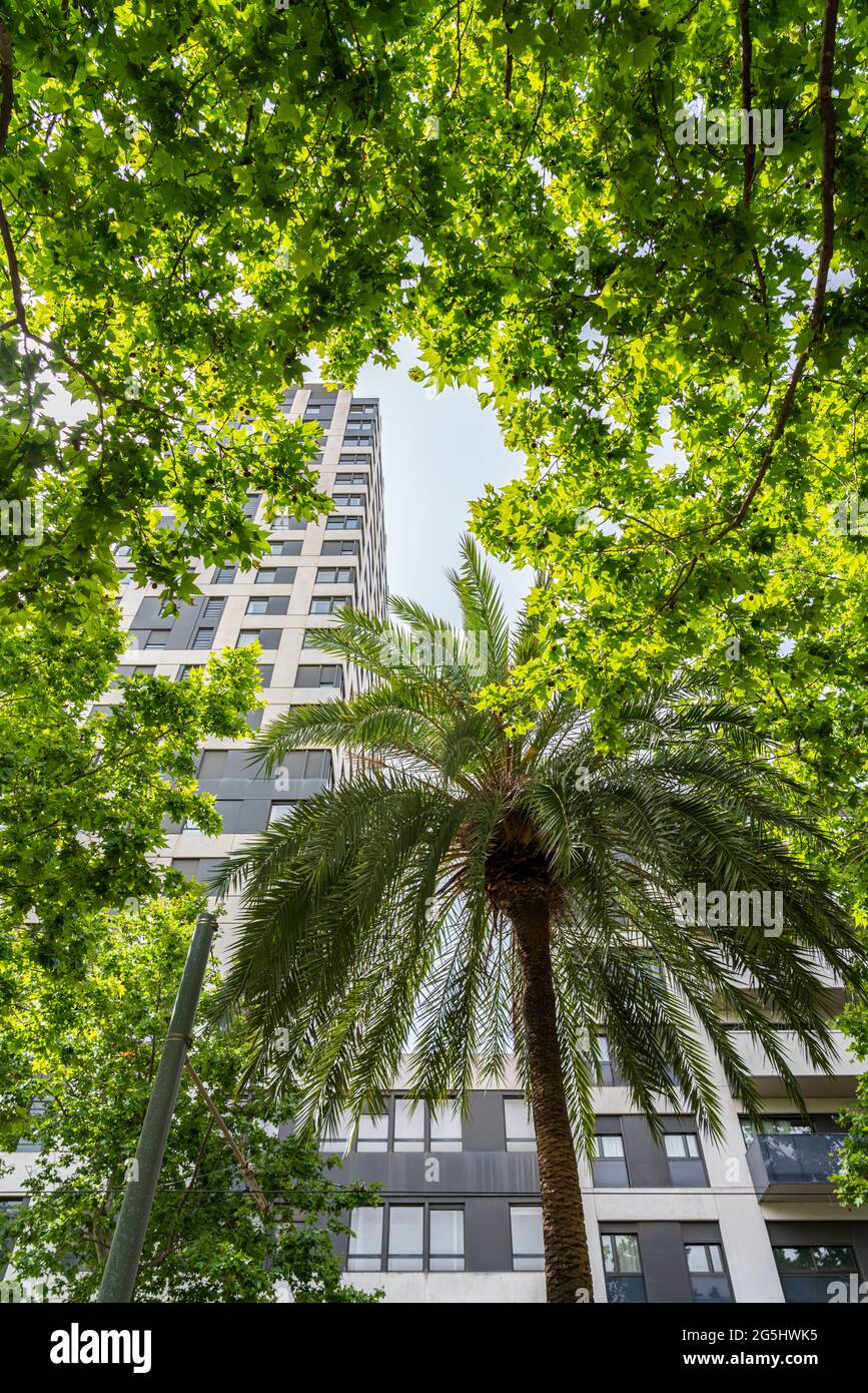 Palm Trees In Barcelona City, Spain Stock Photo - Alamy