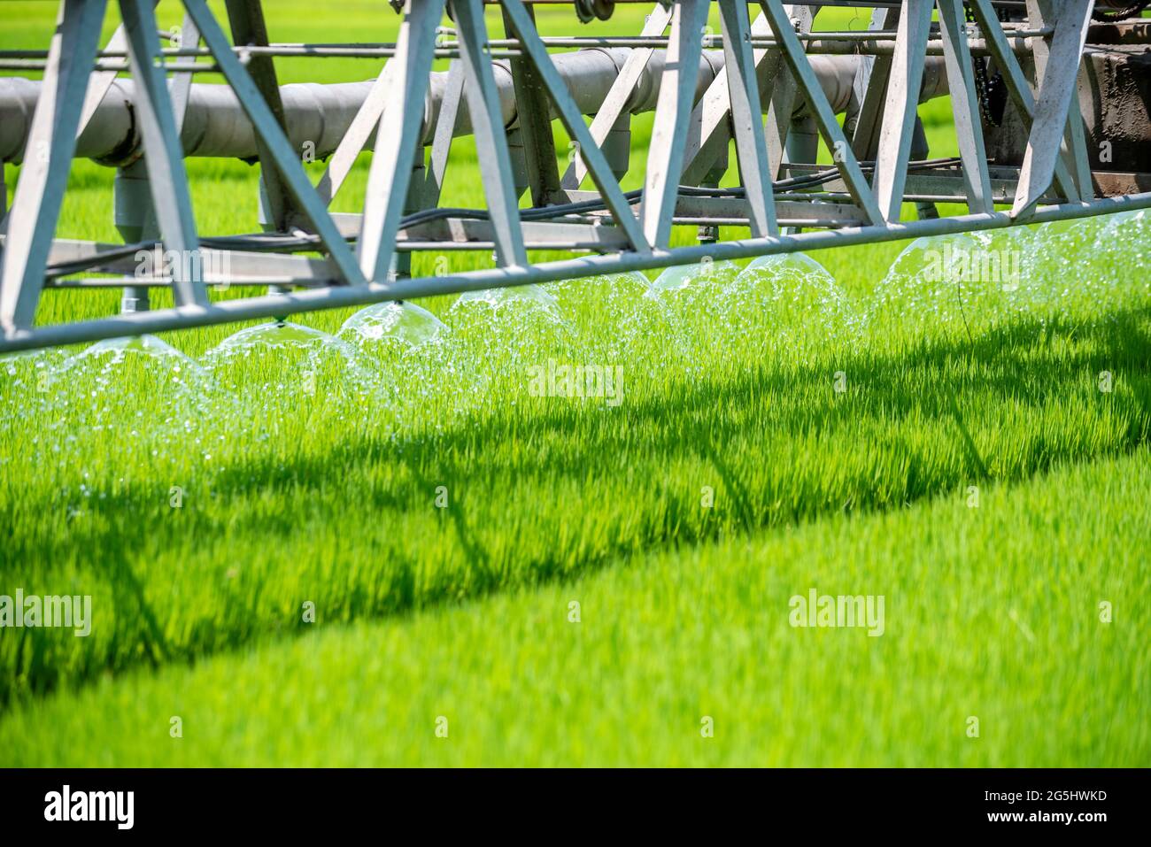 Rice Field Green agriculture ecosystem Asian rice paddy field Vietnam ...