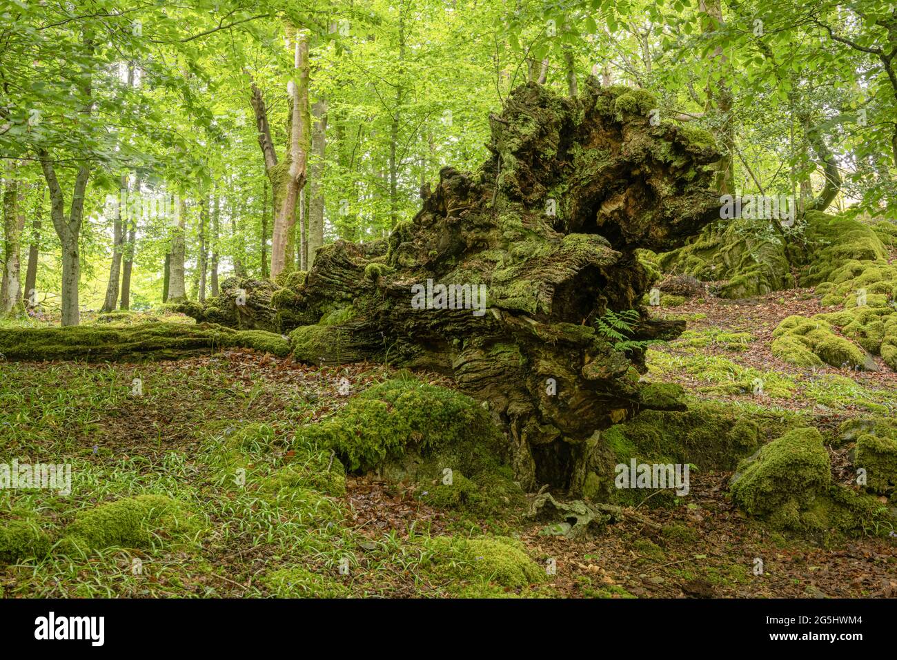 Fallen tree roots in spring woods 2169 Stock Photo - Alamy
