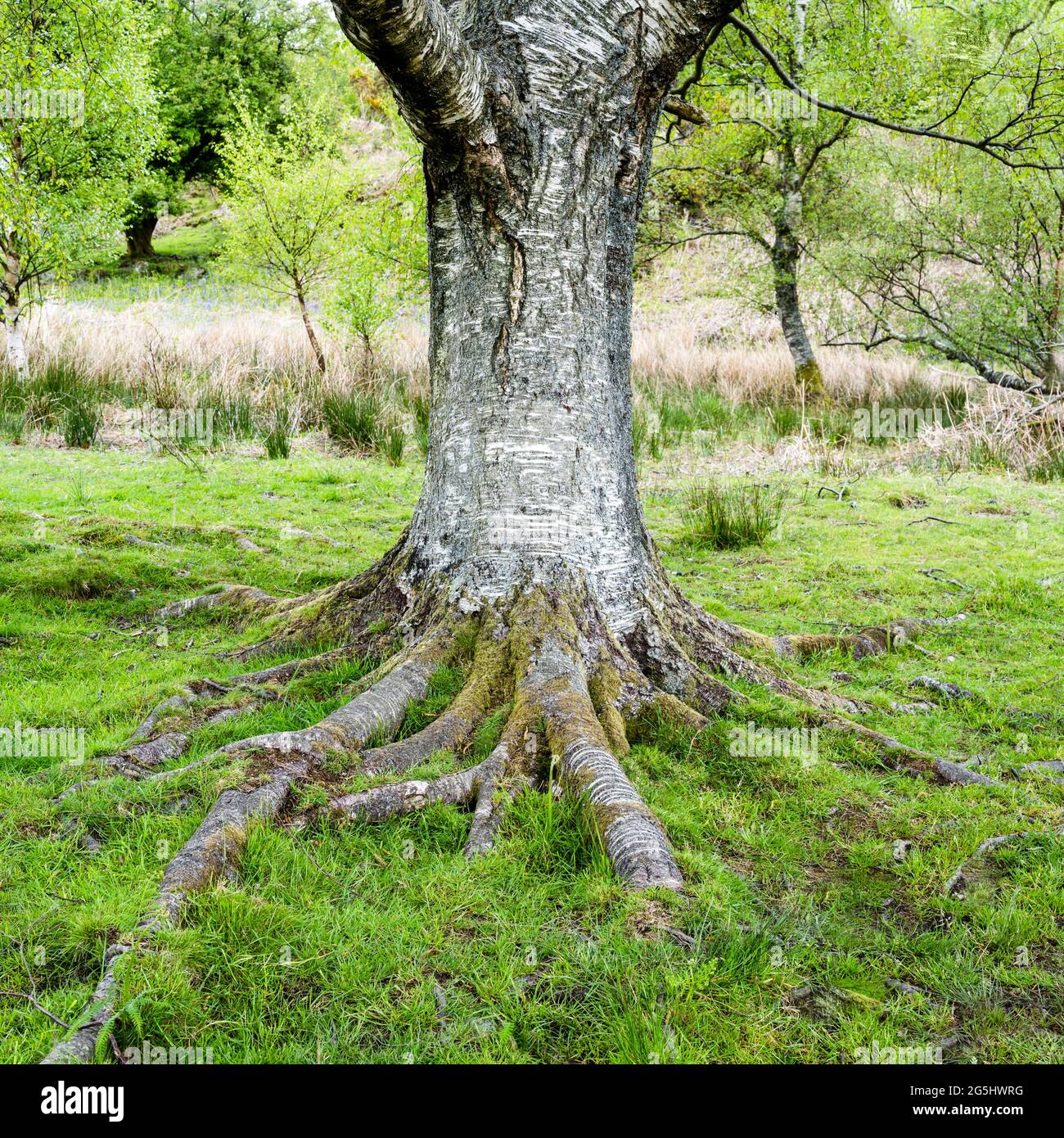 Tree roots in spring 2478 Stock Photo - Alamy