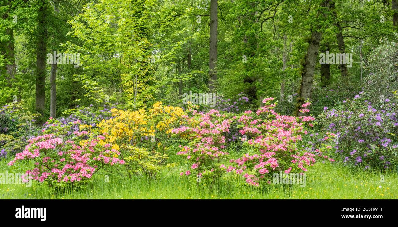 Spring flowers in an English wood 2668 Stock Photo - Alamy