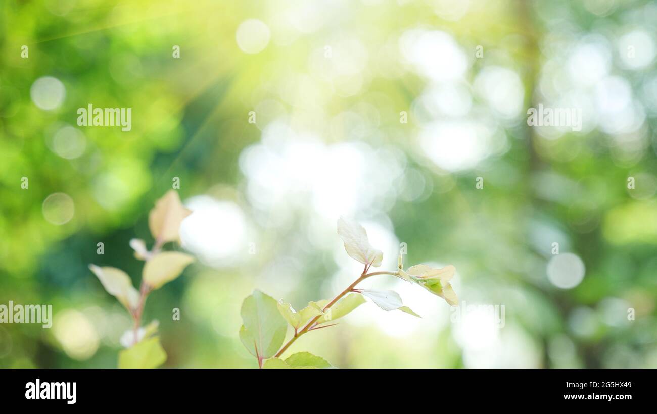 Blur background green park garden nature bright sunny forest. Blurry ...