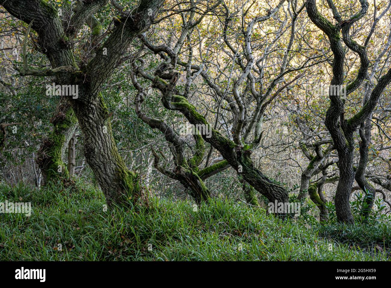 Spooky winter woods with gnarled tree trunks 8511 Stock Photo - Alamy