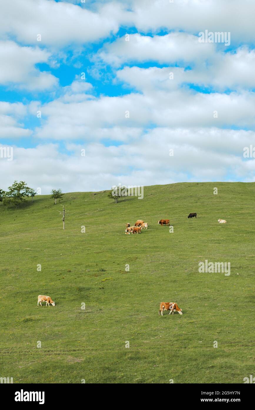 Free-range dairy farming cows grazing on Zlatibor hills slopes in ...