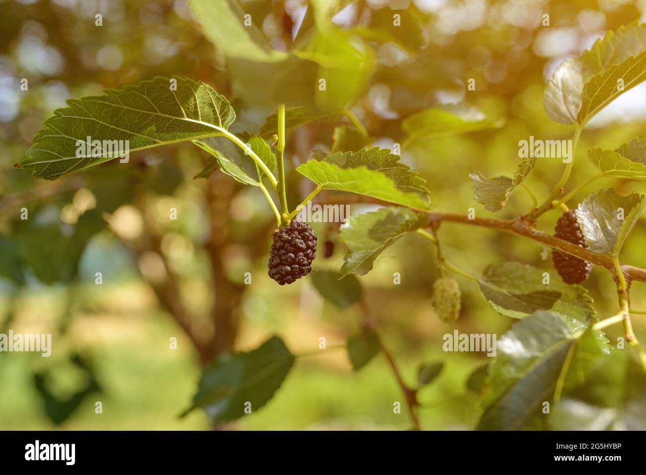 Ripe mulberry on morus tree branch, close up with selective focus Stock ...