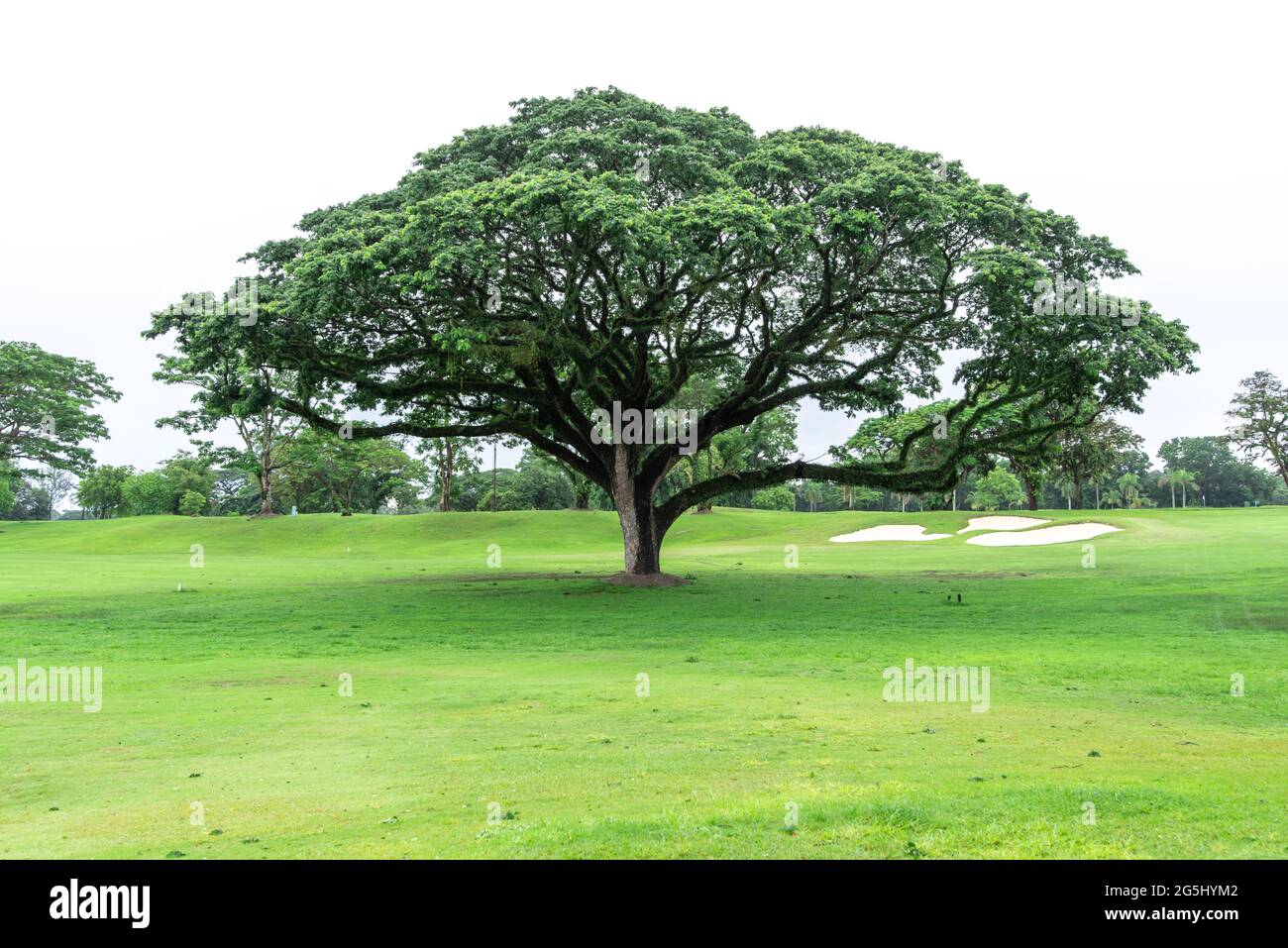 beautiful landscape at golf course in the Philippines Stock Photo - Alamy