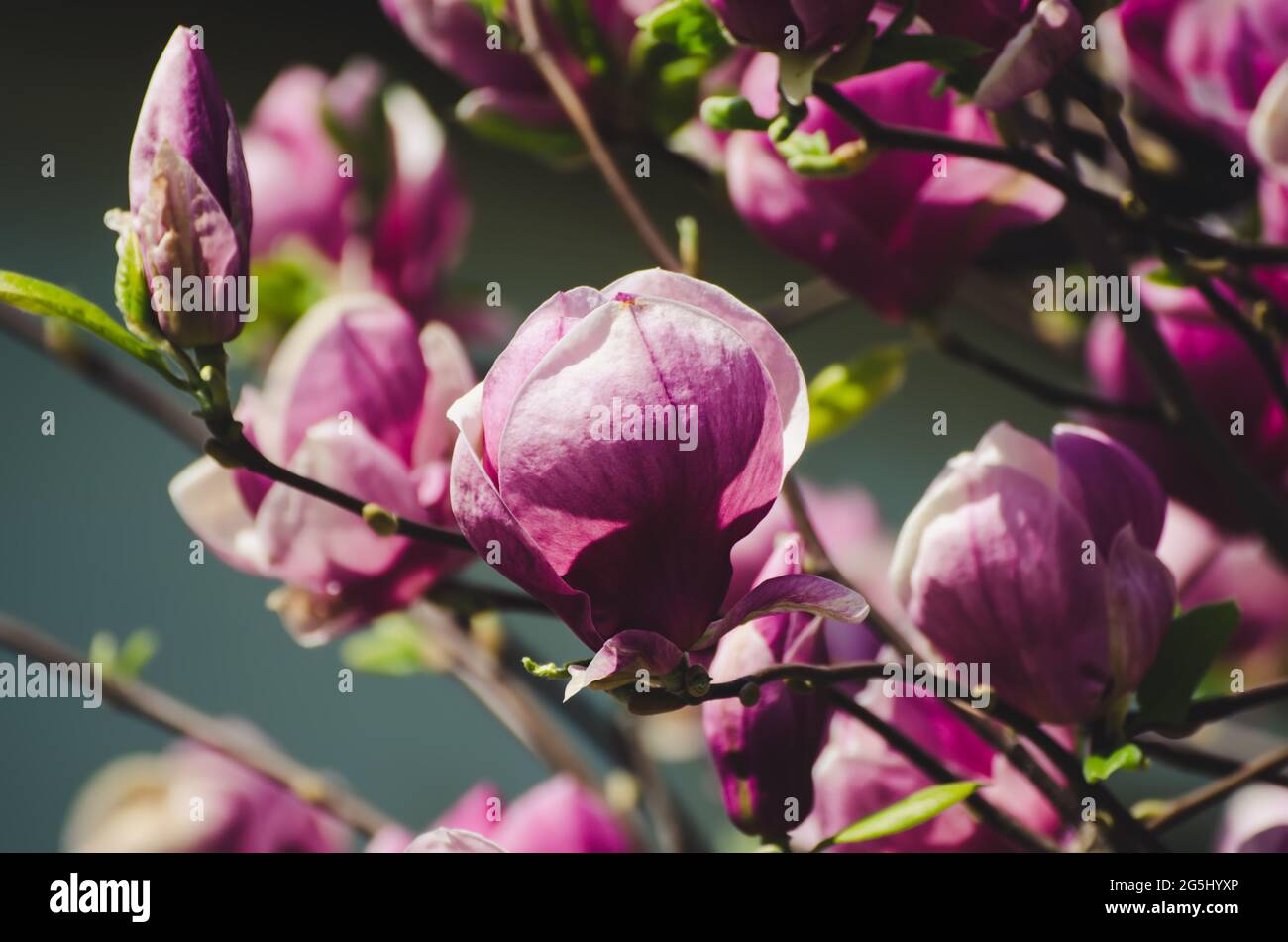 Magnolia spring flowers Stock Photo - Alamy