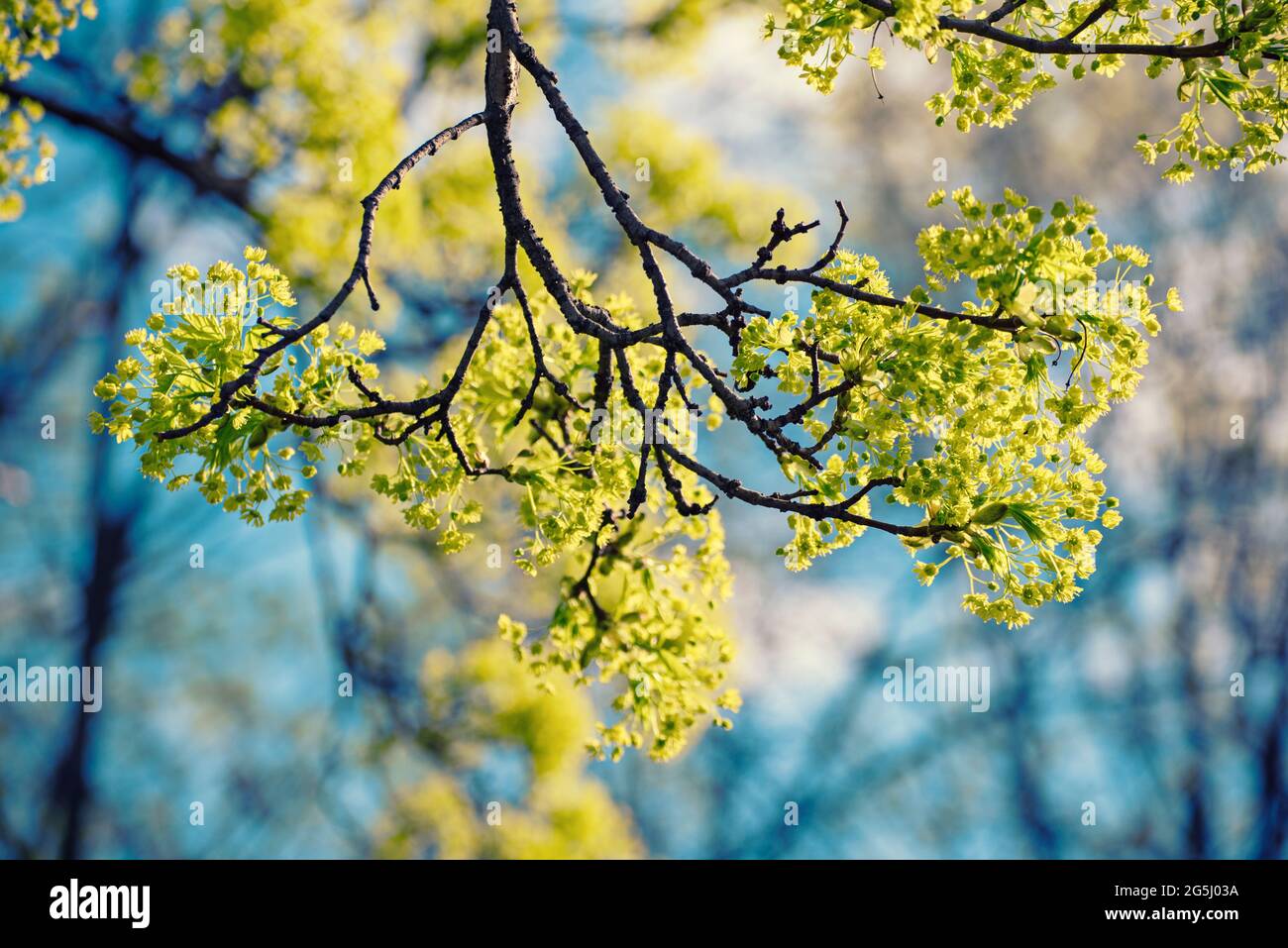 Blooming of maple tree Stock Photo - Alamy