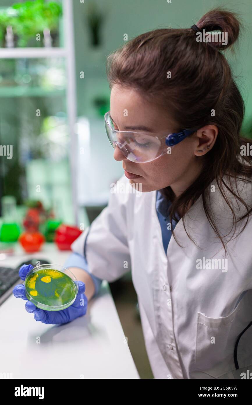 Pharmaceutical researcher analyzing solution test from petri dish for ...