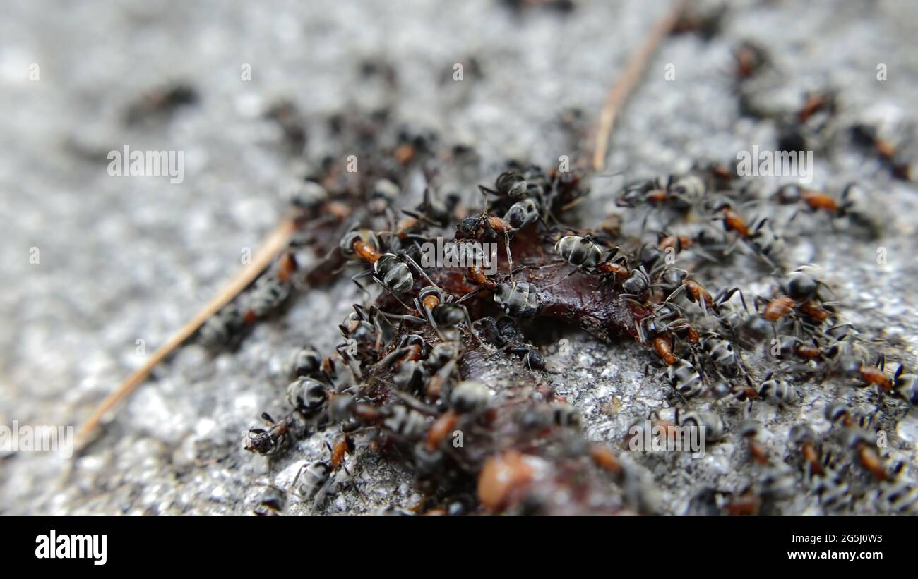3d illustration - Closeup Black Ants On A Dead Worm Stock Photo - Alamy
