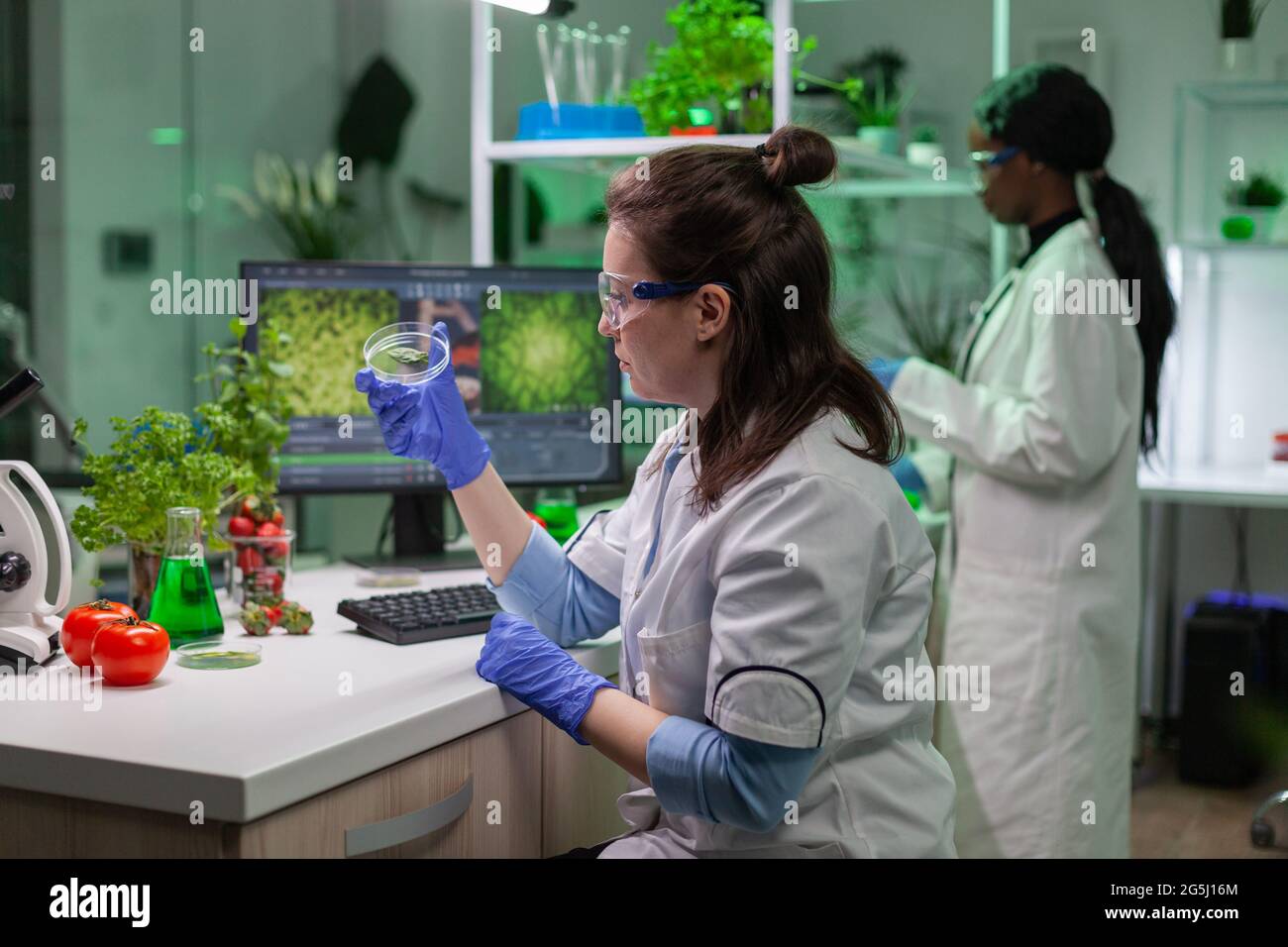 Botanist woman looking at petri dish with leaf sample checking gmo test ...