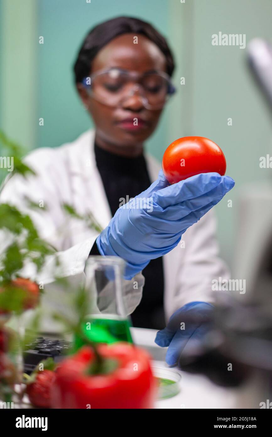 Front view of biologist reseacher woman analyzing tomato injected with ...