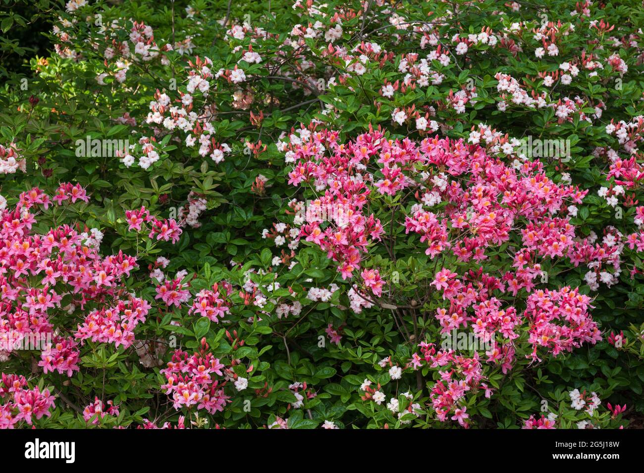 Rhododendron canzonetta hi-res stock photography and images - Alamy