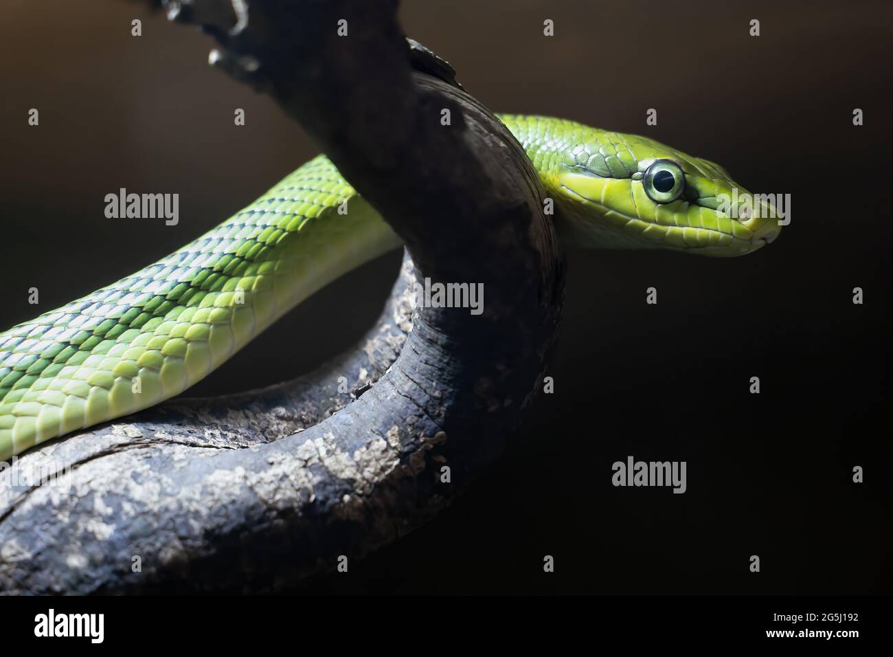 Gonyosoma oxycephalum arboreal ratsnake, Red-tailed Racer or the Red ...