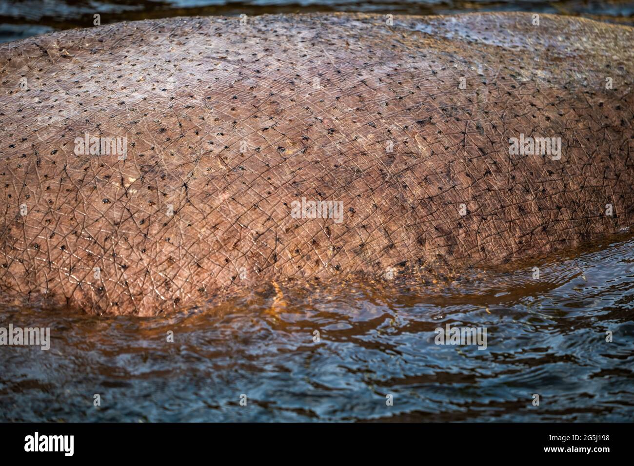 Closeup on thick skin of common hippopotamus (Hippopotamus amphibius ...