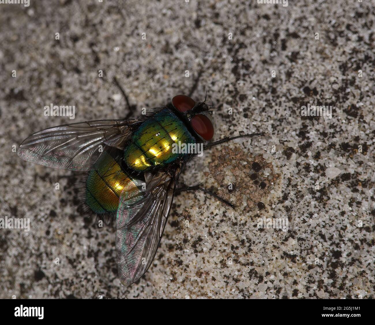 Maggots green hi-res stock photography and images - Alamy