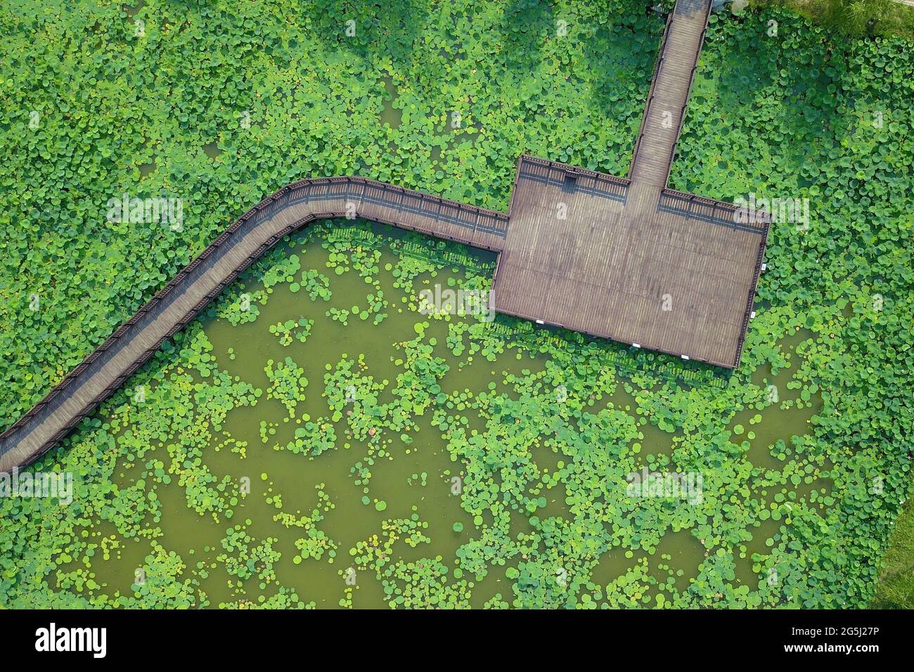 Binzhou, Binzhou, China. 28th June, 2021. On June 27, 2021, aerial ...