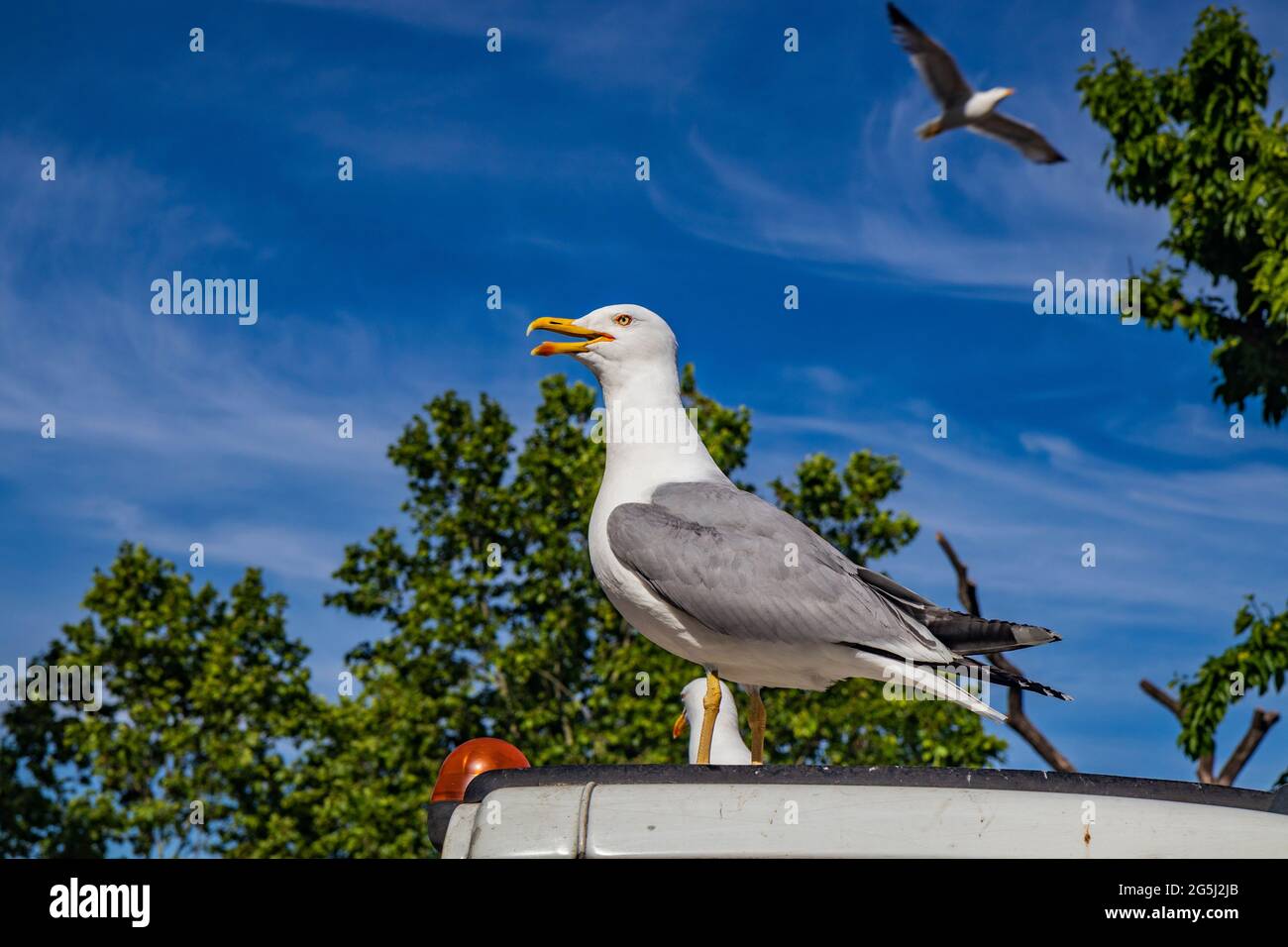 Rome, Lazio, Italy - An aggressive seagull resting on the hood of the ...