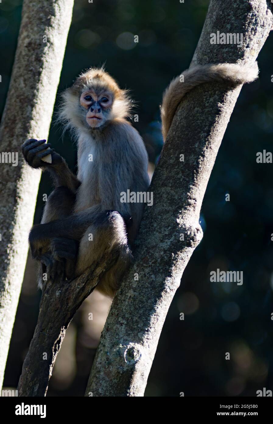 Auckland zoo animals hi-res stock photography and images - Alamy