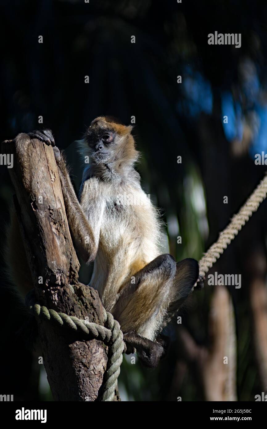 Auckland zoo animals hi-res stock photography and images - Alamy
