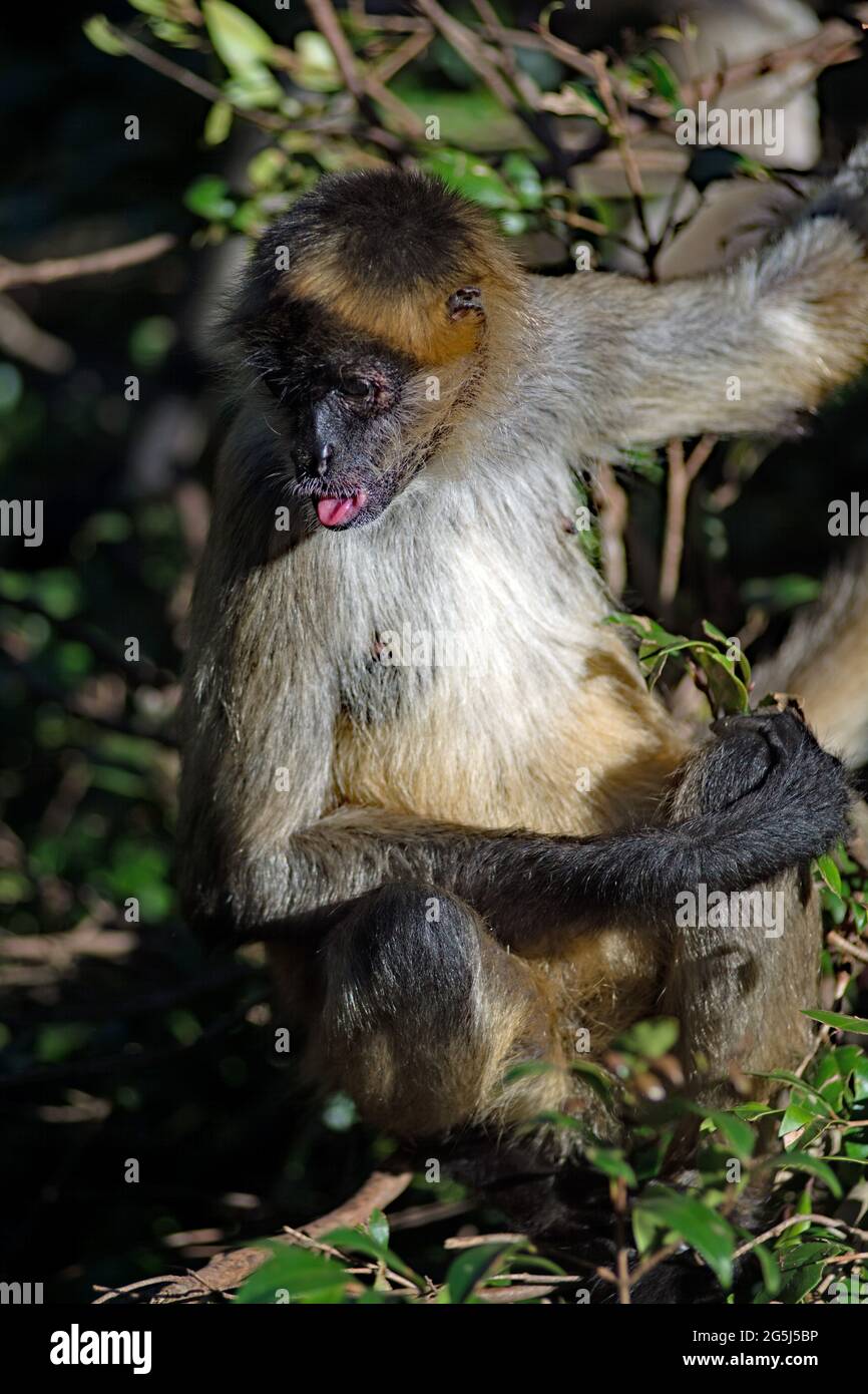 Auckland zoo animals hi-res stock photography and images - Alamy