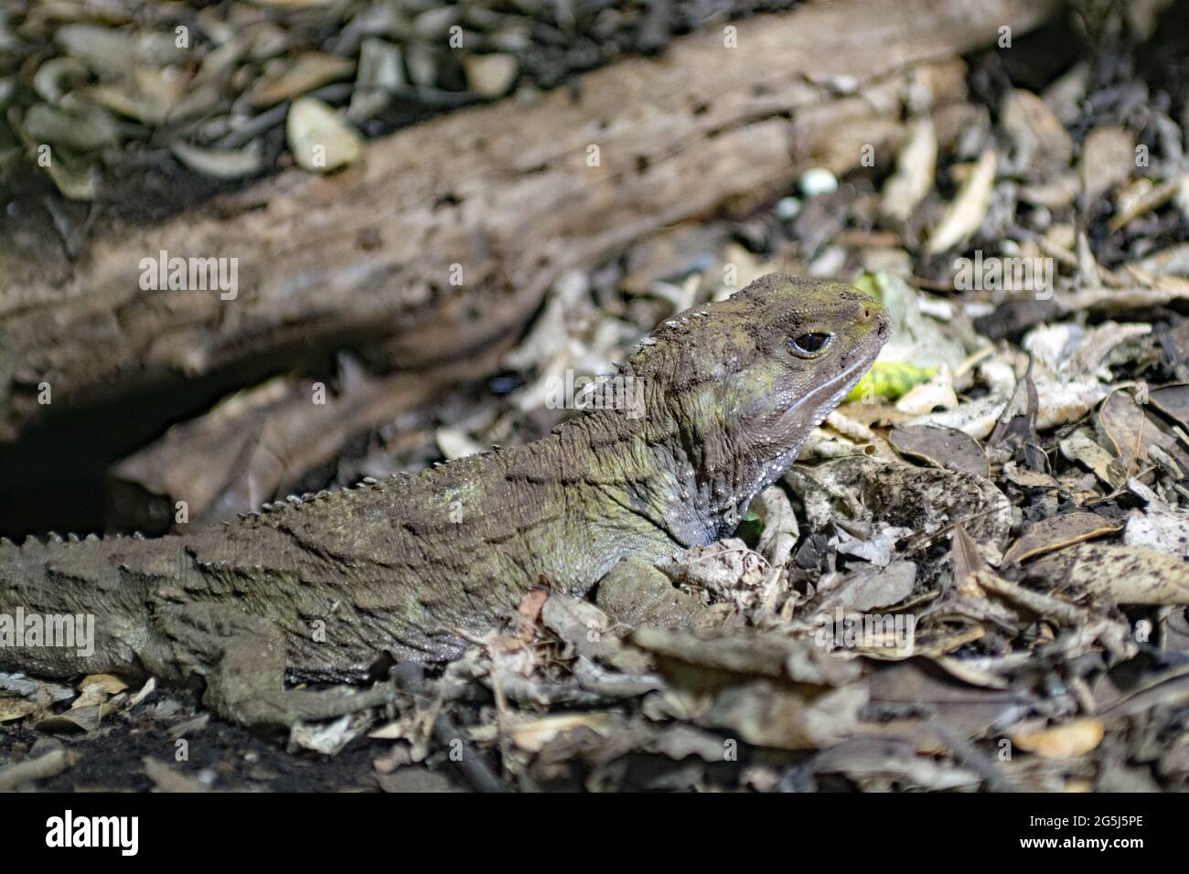 Auckland zoo new zealand hi-res stock photography and images - Alamy