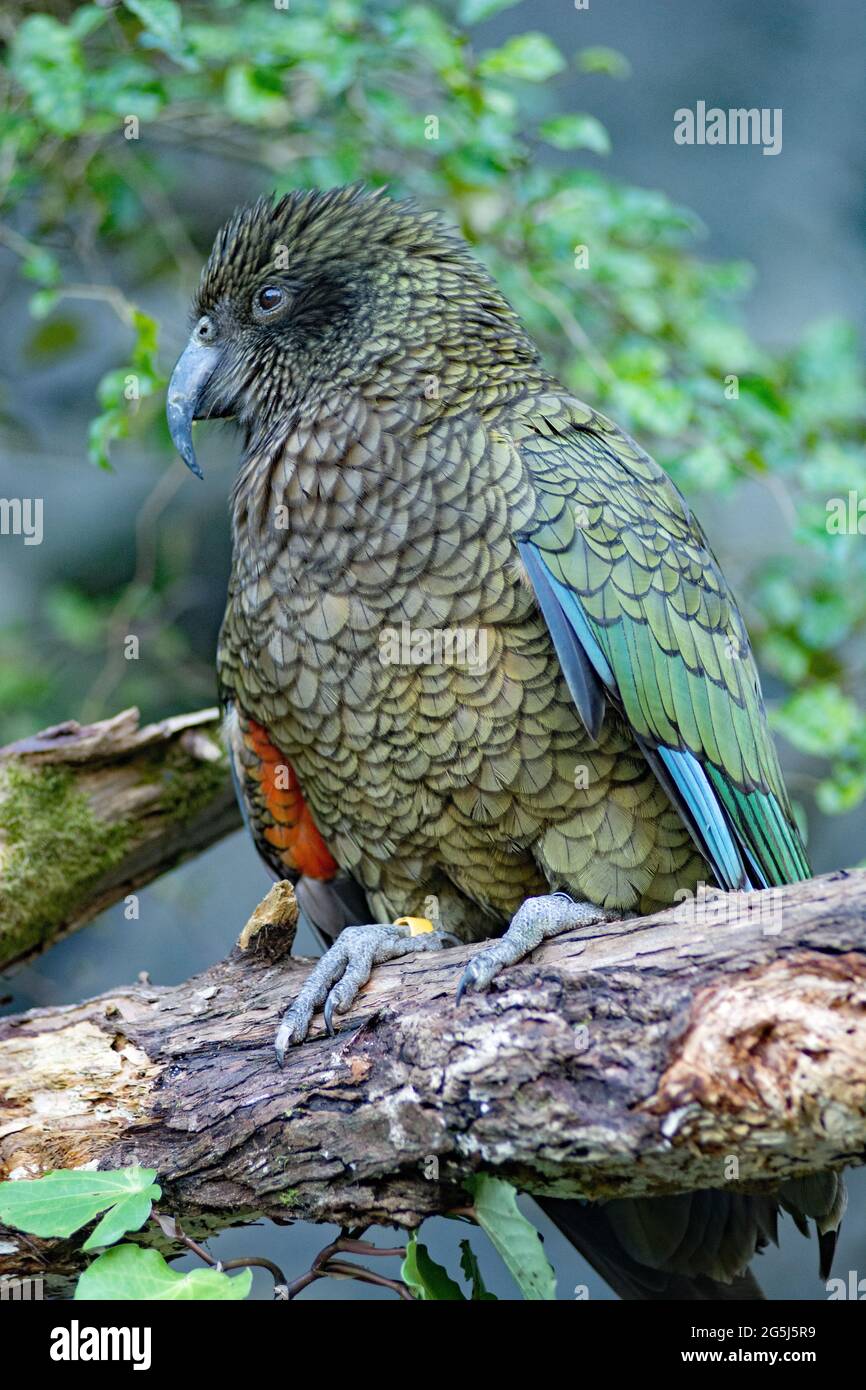 Kea New Zealand Native Parrot Stock Photo - Alamy