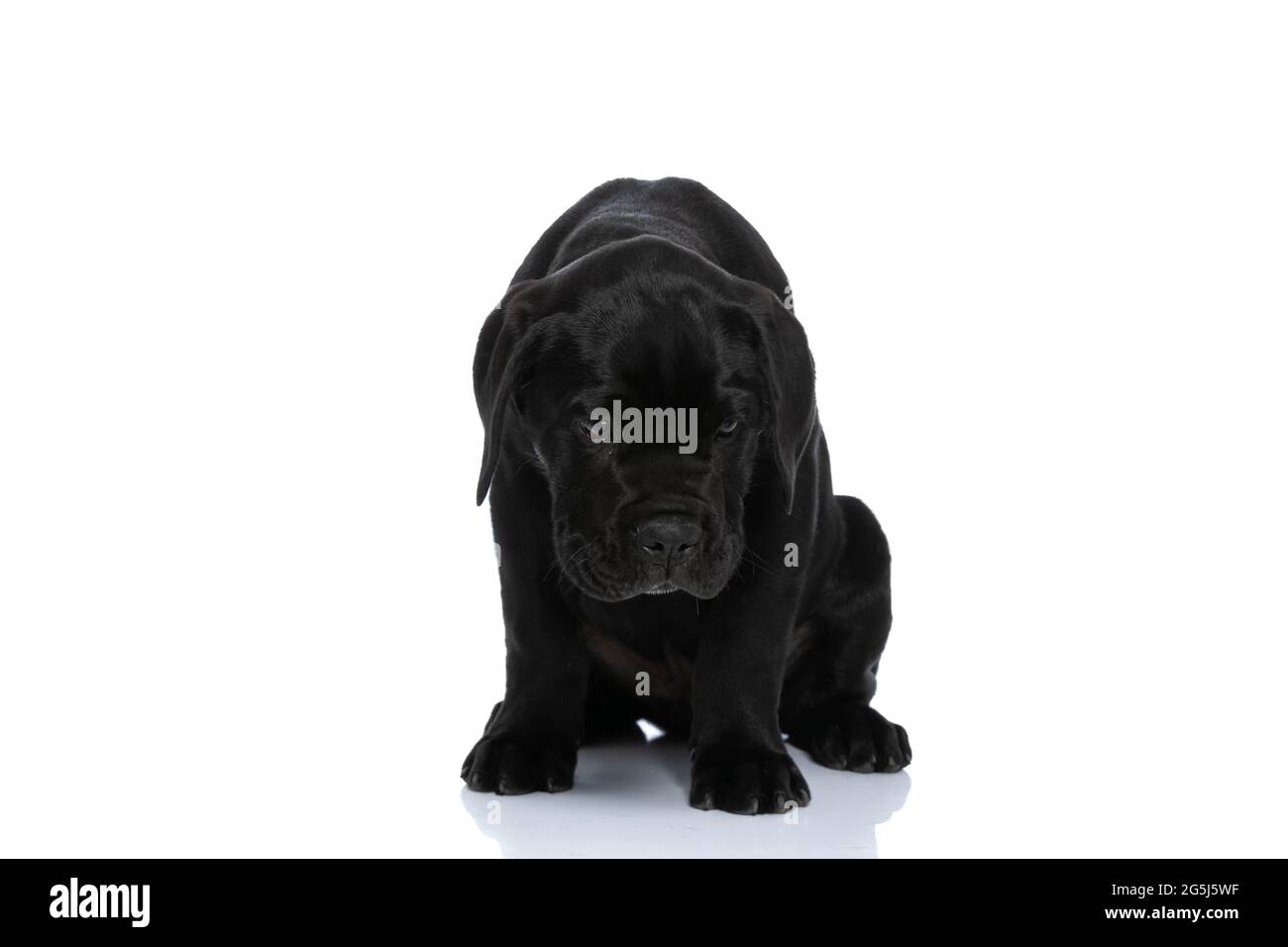 cute cane corso dog bowing his head, being humble and sitting against ...