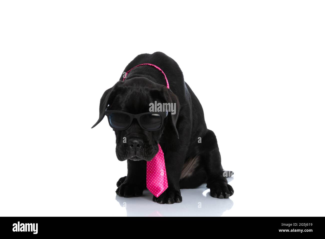 cute cane corso dog bowing his head, wearing sunglasses and tie against ...