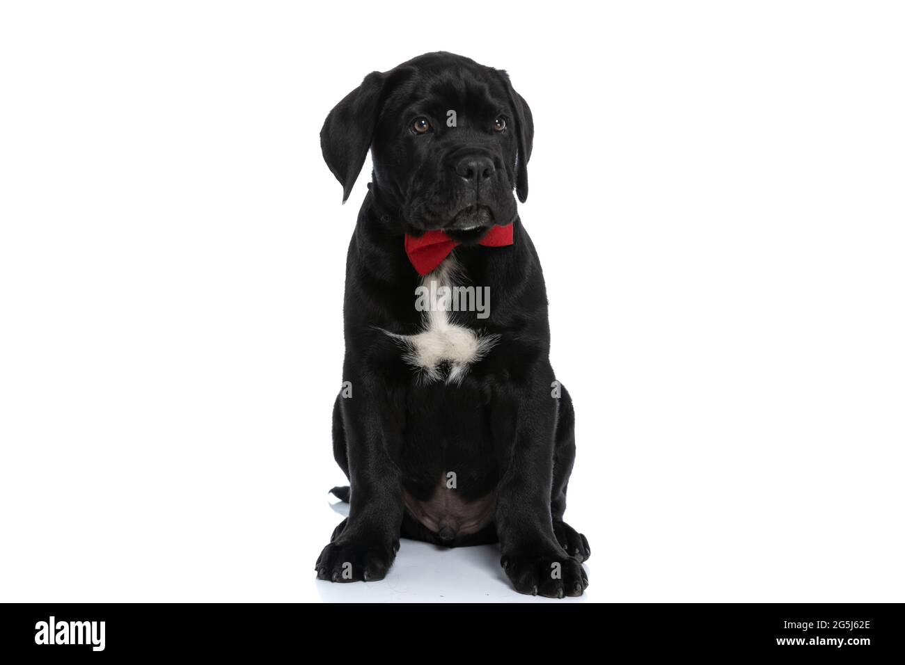 sweet cane corso dog looking away, wearing a red bowtie and sitting ...