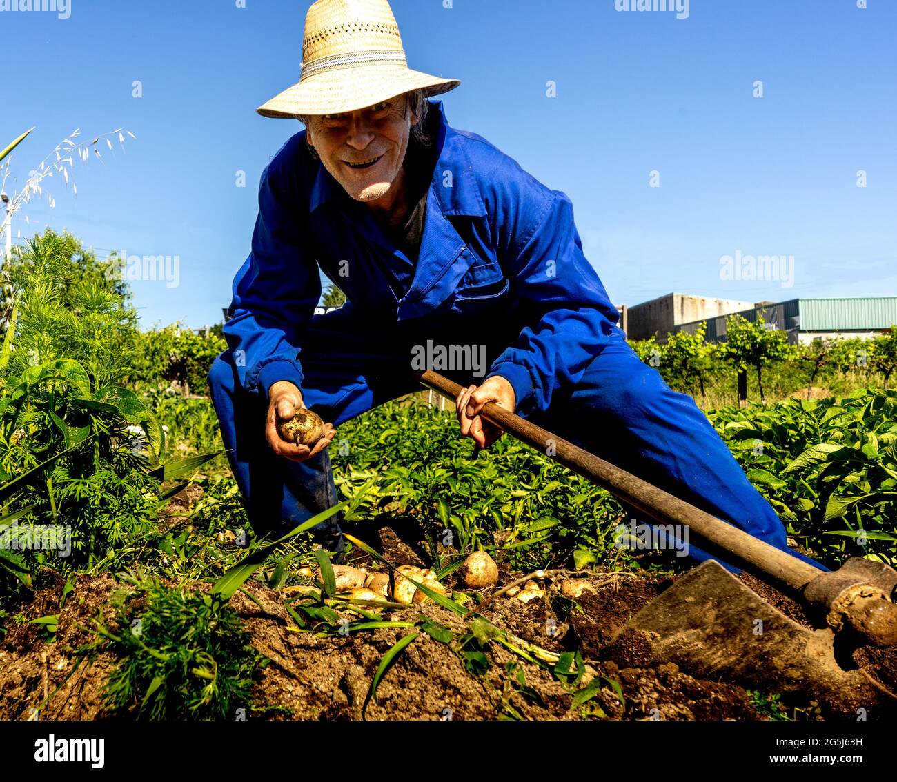 Kneeling potato harvester hi-res stock photography and images - Alamy