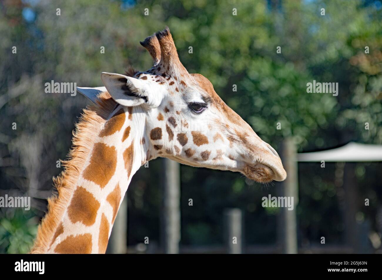 Auckland zoo animals hi-res stock photography and images - Alamy