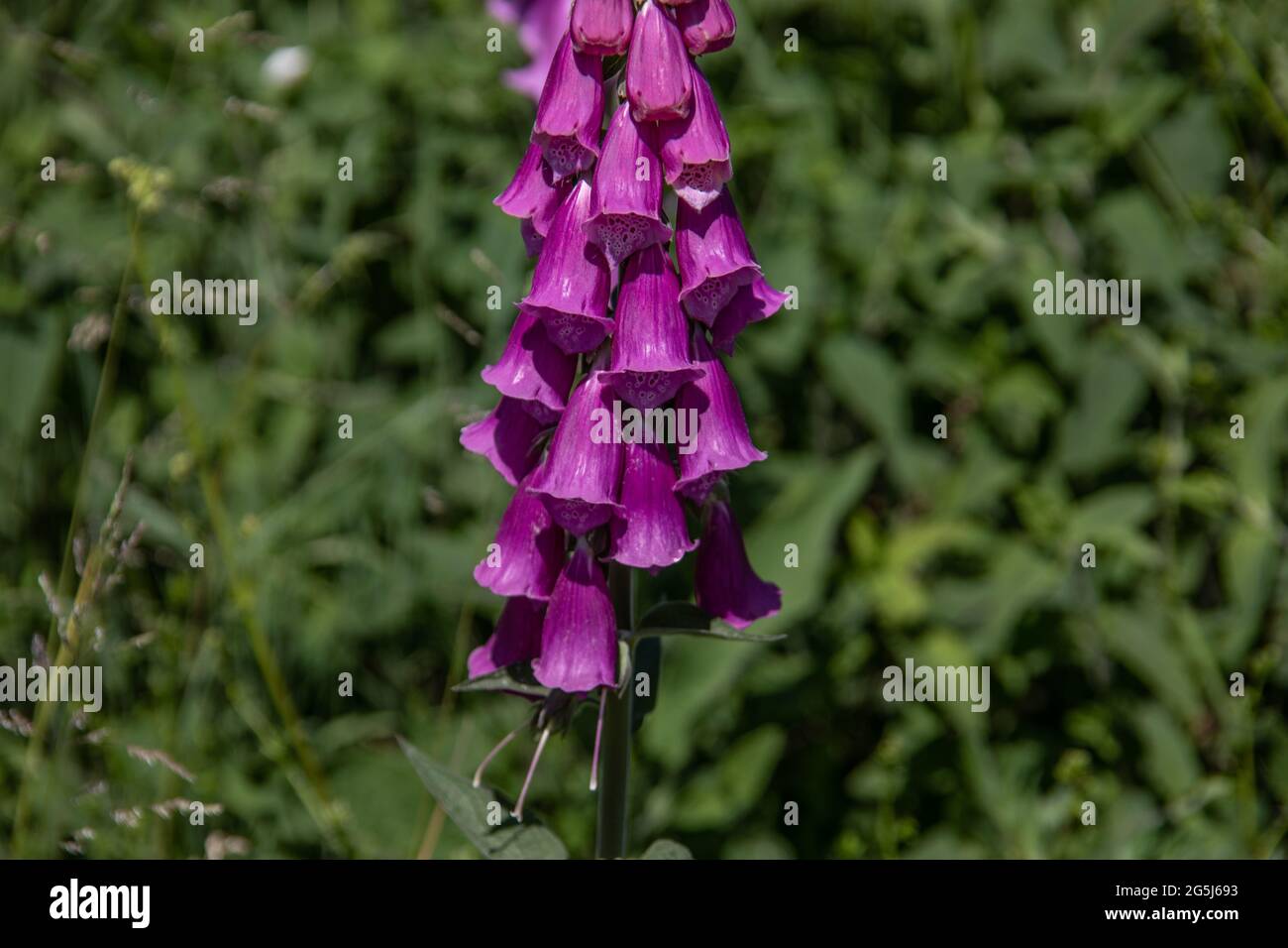 Red foxglove medicinal plant by the wayside Stock Photo - Alamy