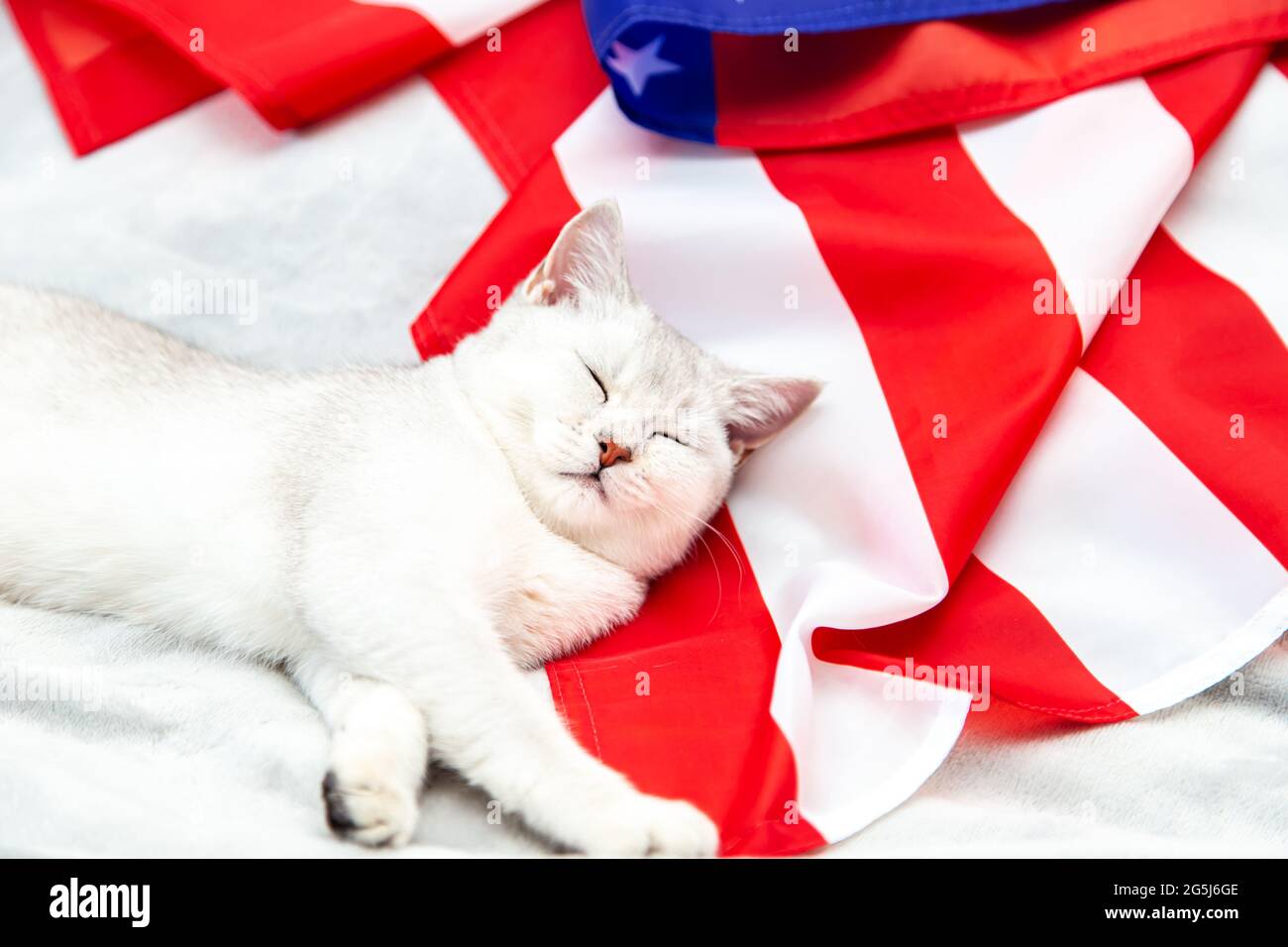 The silver British cat sleeps on the American flag. Patriotic cat. USA ...