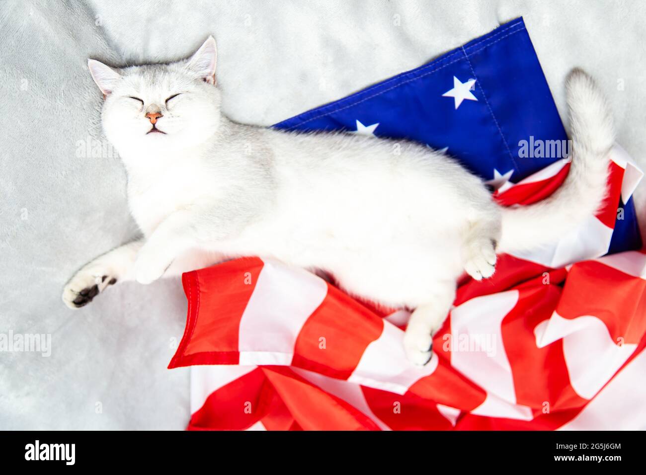 The silver British cat sleeps on the American flag. Patriotic cat. USA ...