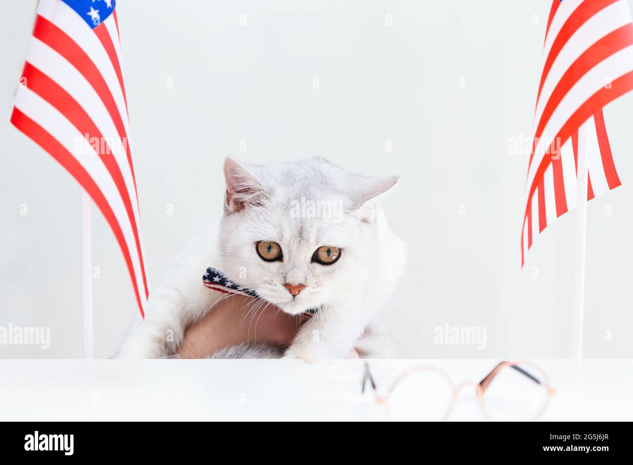 White British cat in a bow tie on the table with American flags. Humor ...
