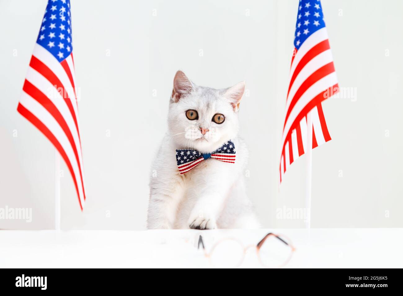 White British cat in a bow tie on the table with American flags. Humor ...
