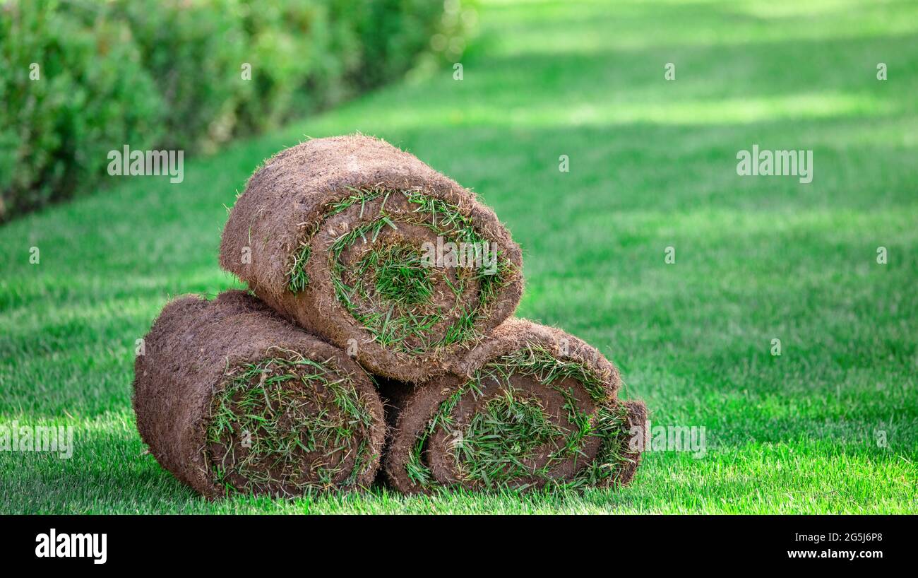Three rolls of lawn grass on the lawn. Ready grass for use in ...