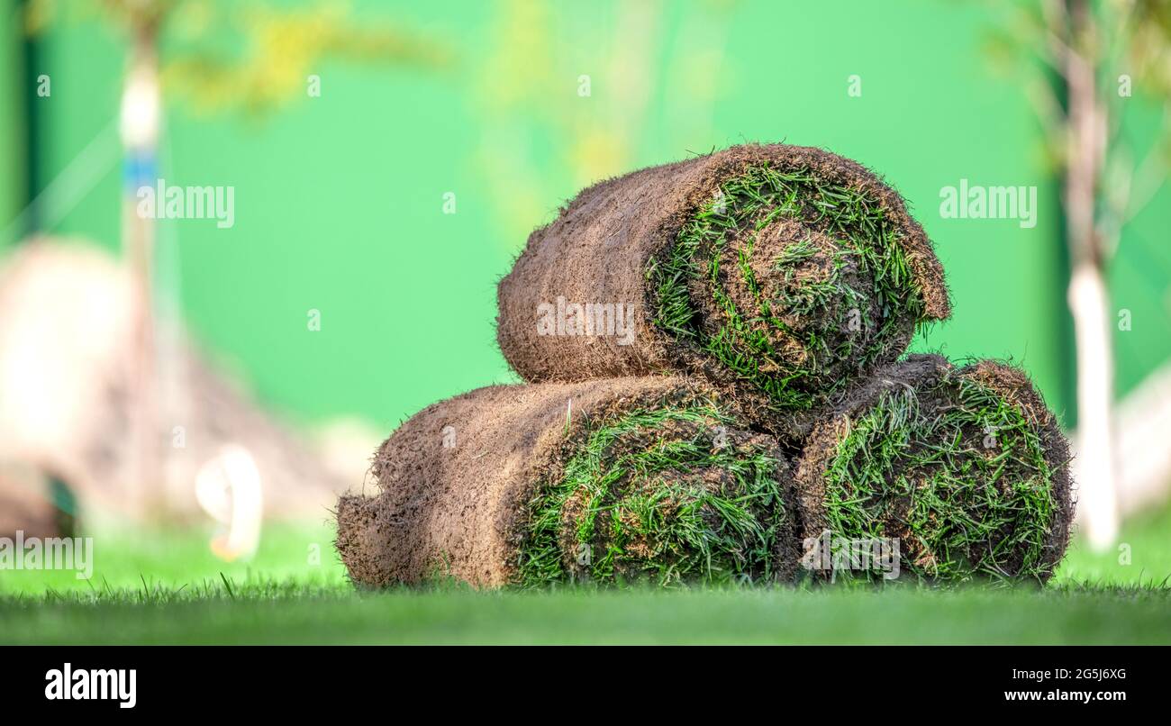 Three rolls of lawn grass on the lawn. Ready grass for use in ...