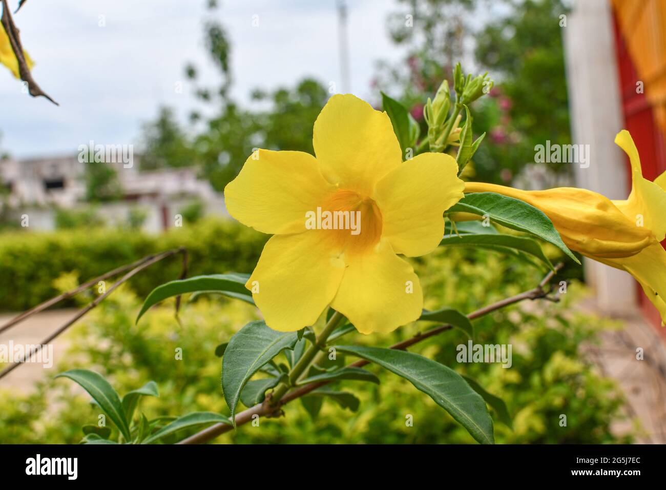 Allamanda cathartica, commonly called golden trumpet, common ...