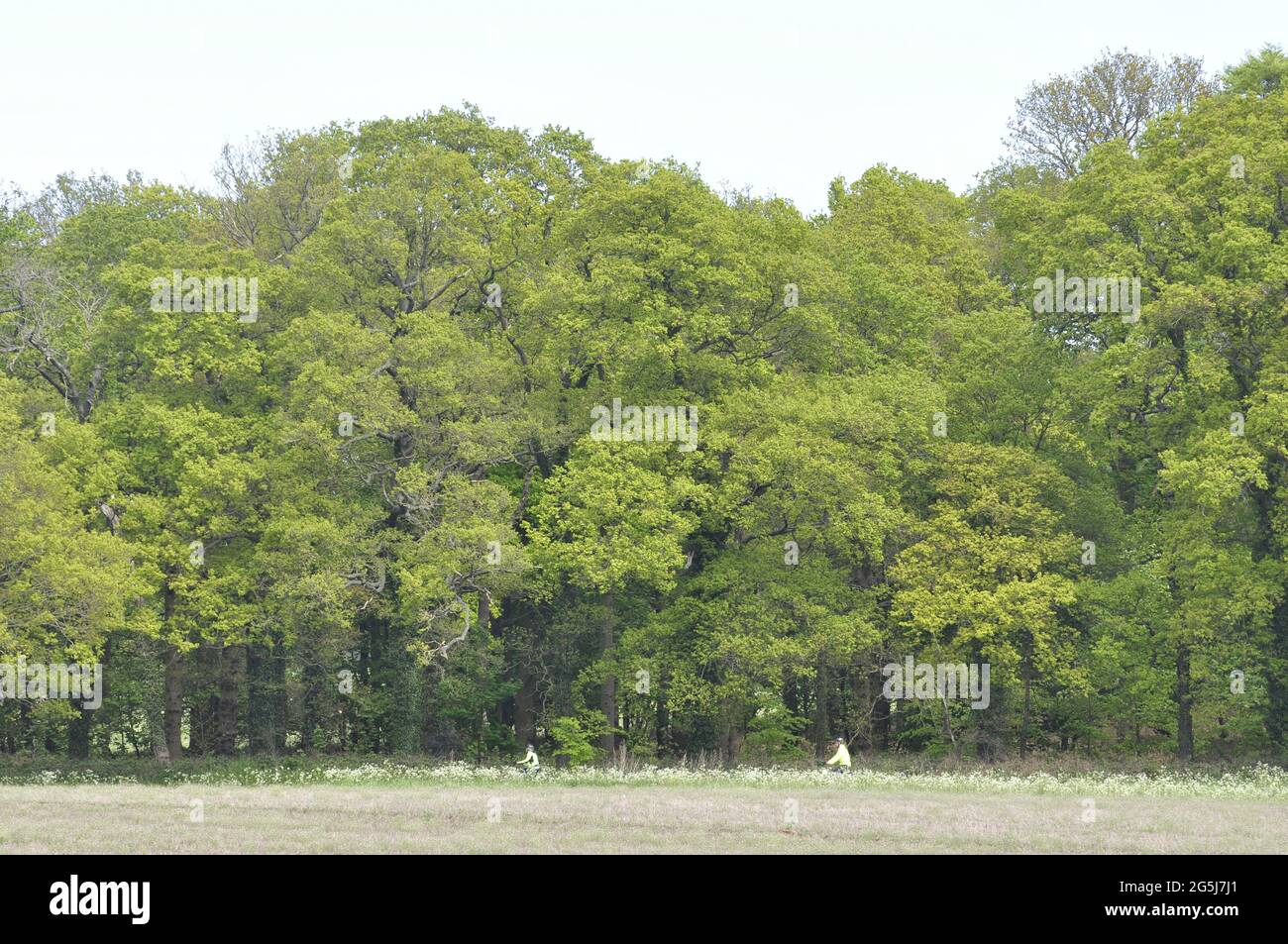 Spring woodland and cyclists near Great Bircham, looking north-east ...