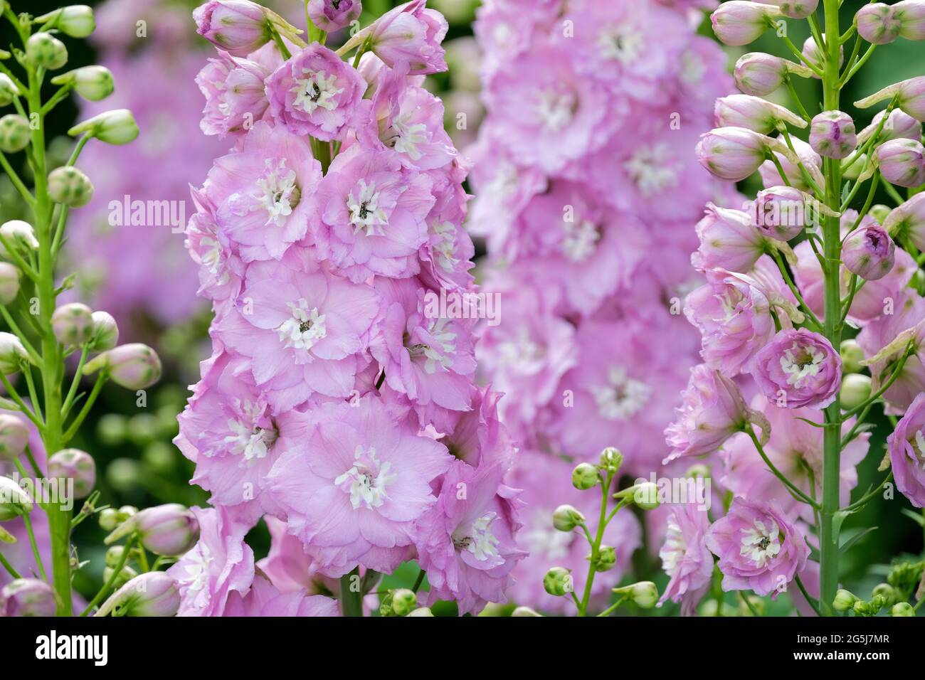 Delphinium 'Titania'. Pink flowering perennial delphinium Stock Photo ...