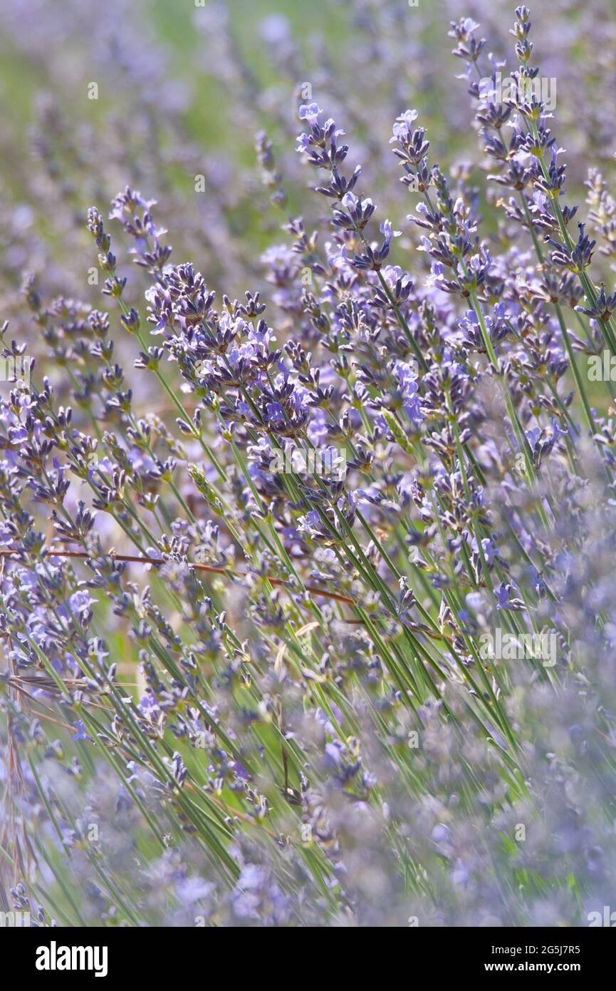 Ferme des alix hi-res stock photography and images - Alamy