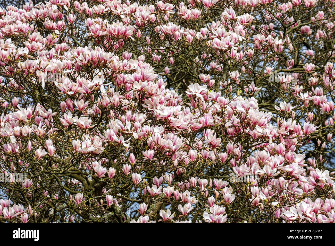 Chinese magnolia tree hi-res stock photography and images - Alamy
